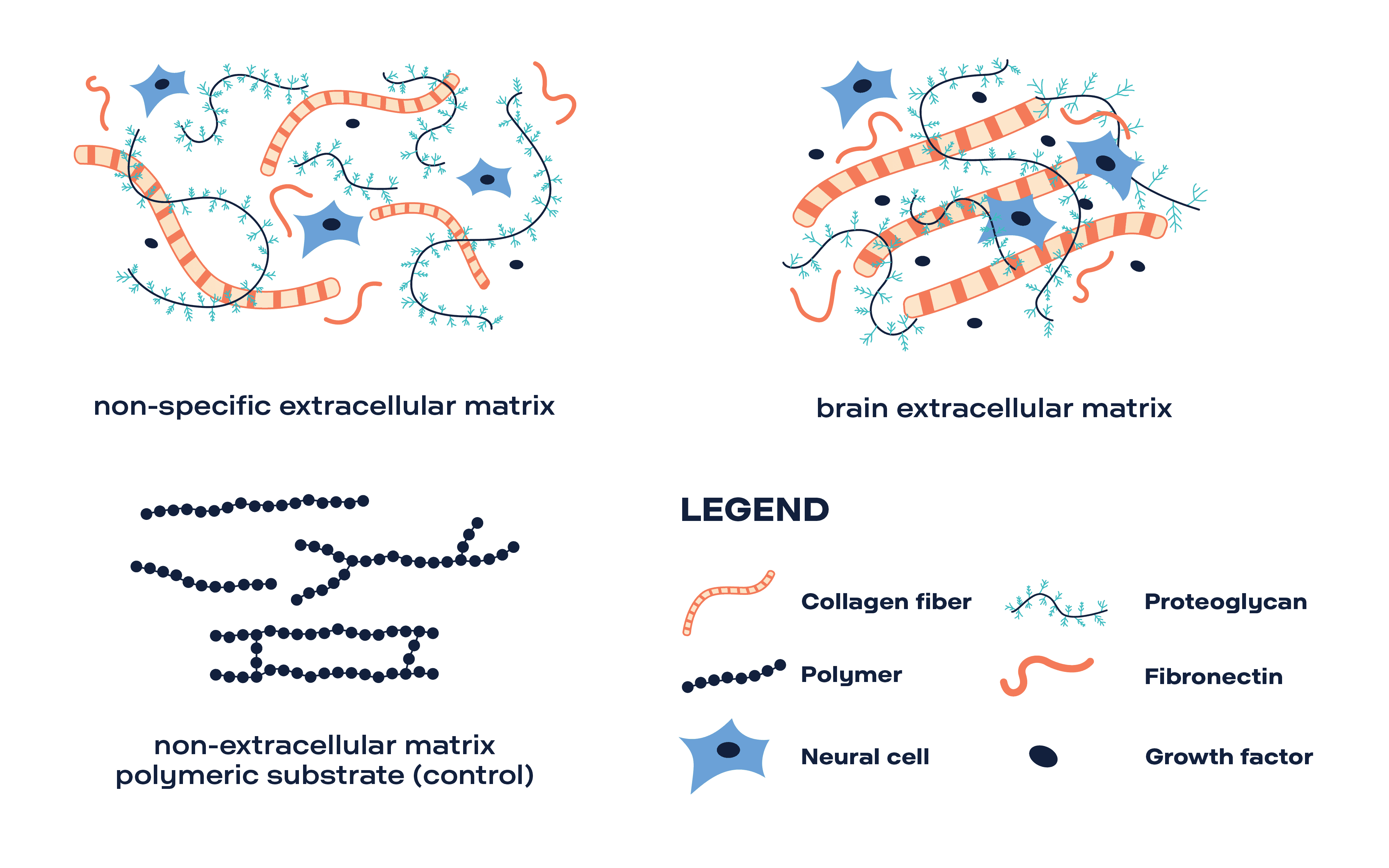 Are extracellular matrices important for tissue engineering?